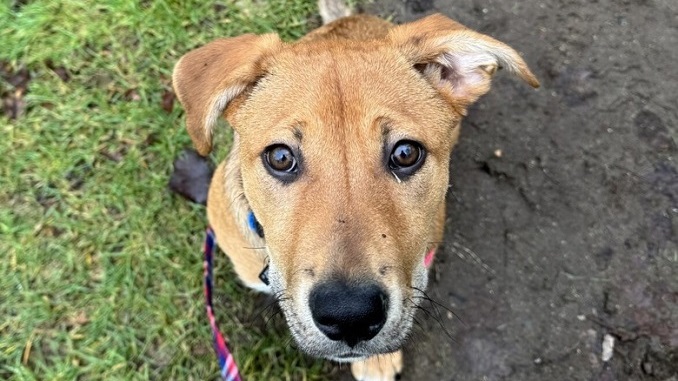 Copper the dog is looking for a new home in the Vancouver area