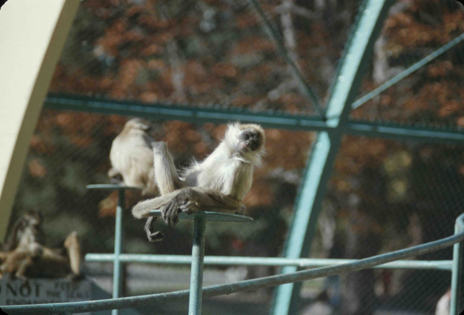 Old Photographs of Wildlife at Stanley Park (1930-1986)