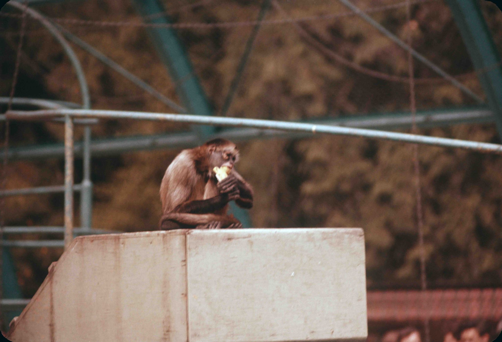 Old Photographs of Wildlife at Stanley Park (1930-1986)