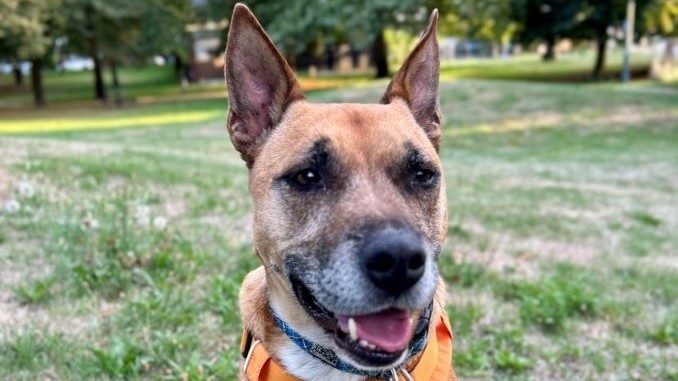 Thomas the dog is looking for a new home in the Vancouver area