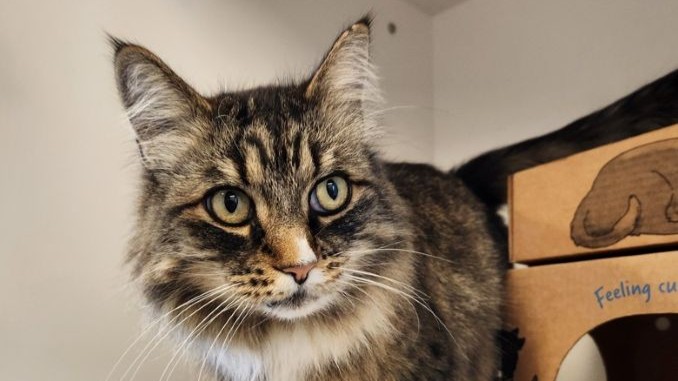 Wally the cat is looking for a new home in the Vancouver area