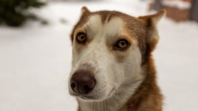 Isla the dog is looking for a new home in the Vancouver area
