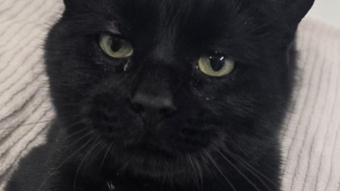 Spunky the cat is looking for a new home in the Vancouver area