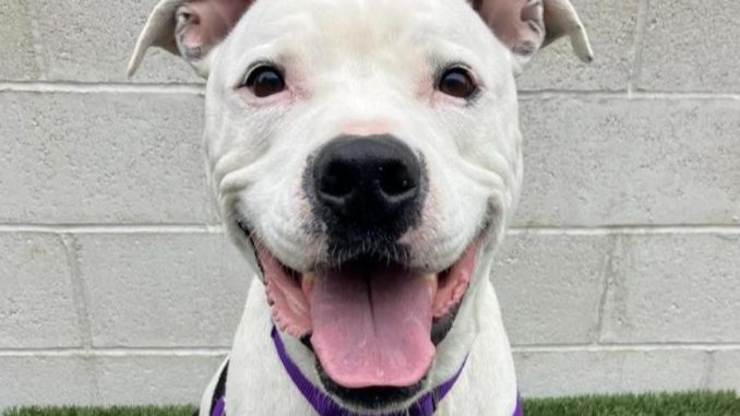 Storm the dog is looking for a new home in the Vancouver area